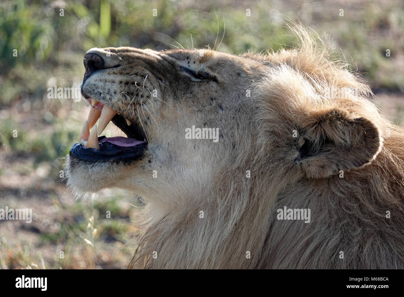 lion showing teeth Stock Photo - Alamy
