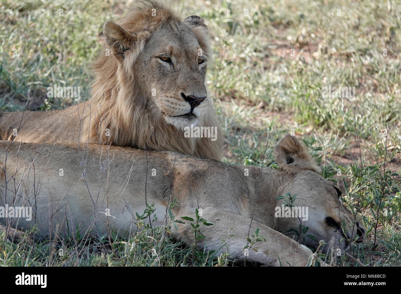 Lions at rest Kruger National Park Stock Photo - Alamy