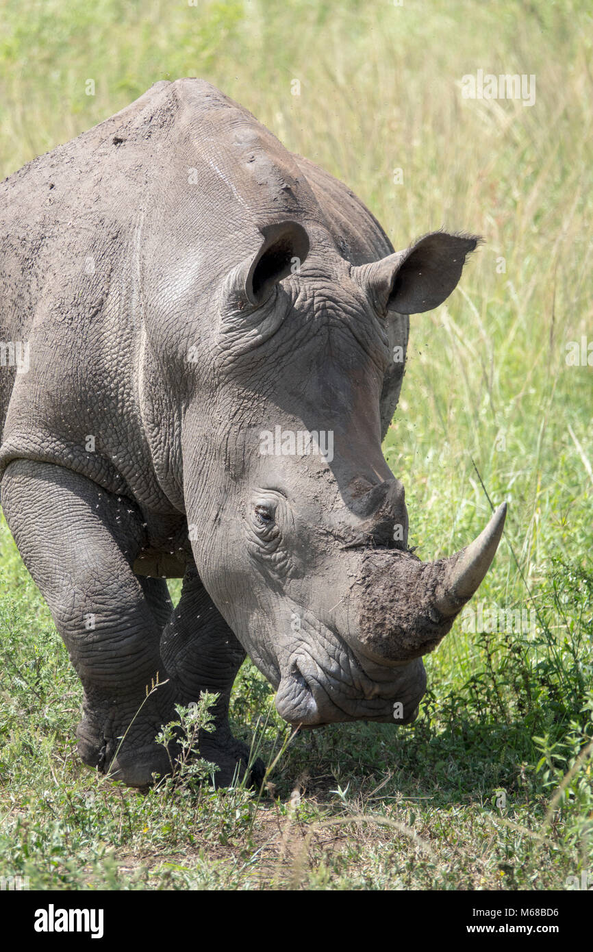 Rhino on grassland hi-res stock photography and images - Alamy