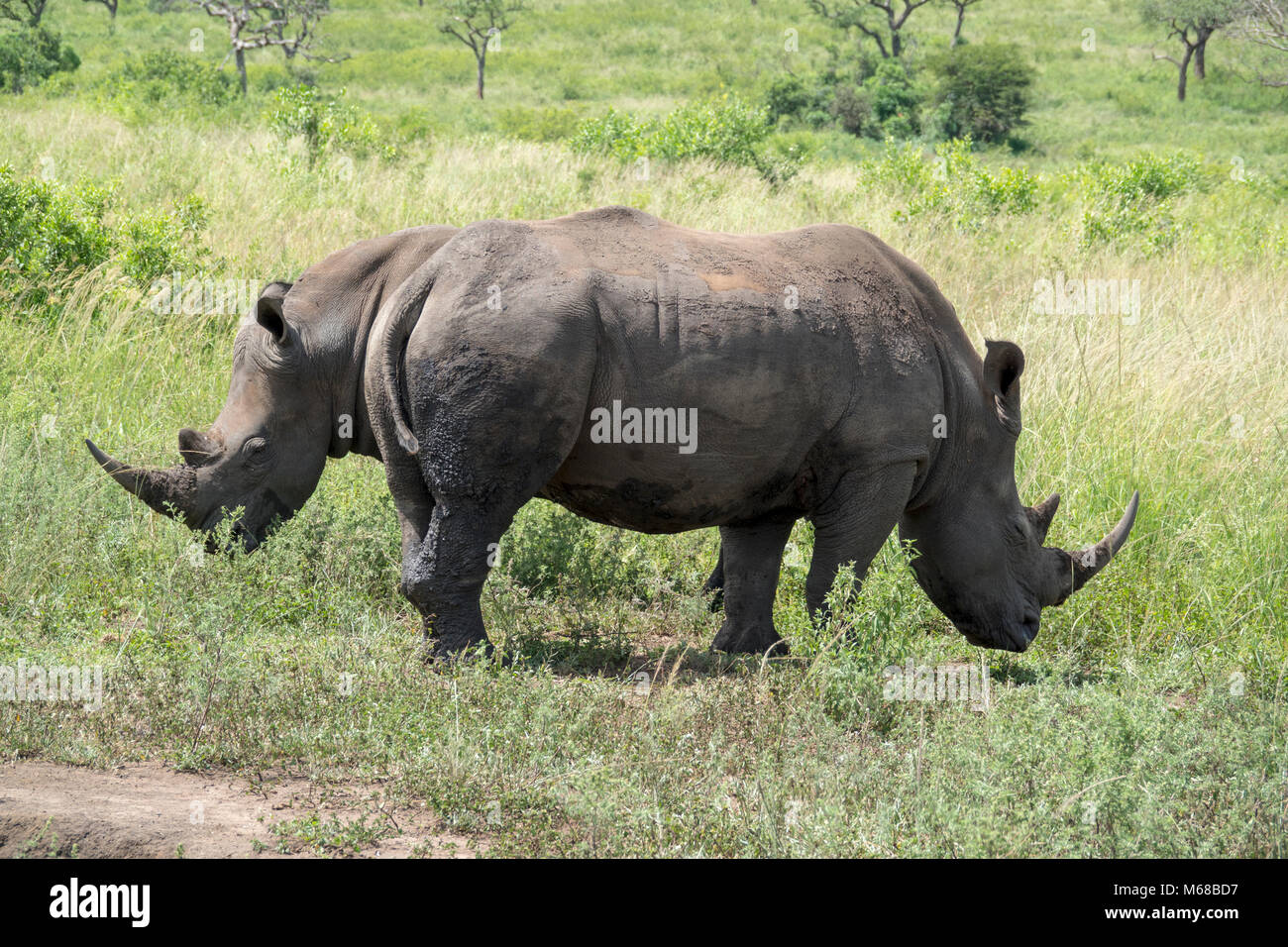 2 x rhinos hi-res stock photography and images - Alamy
