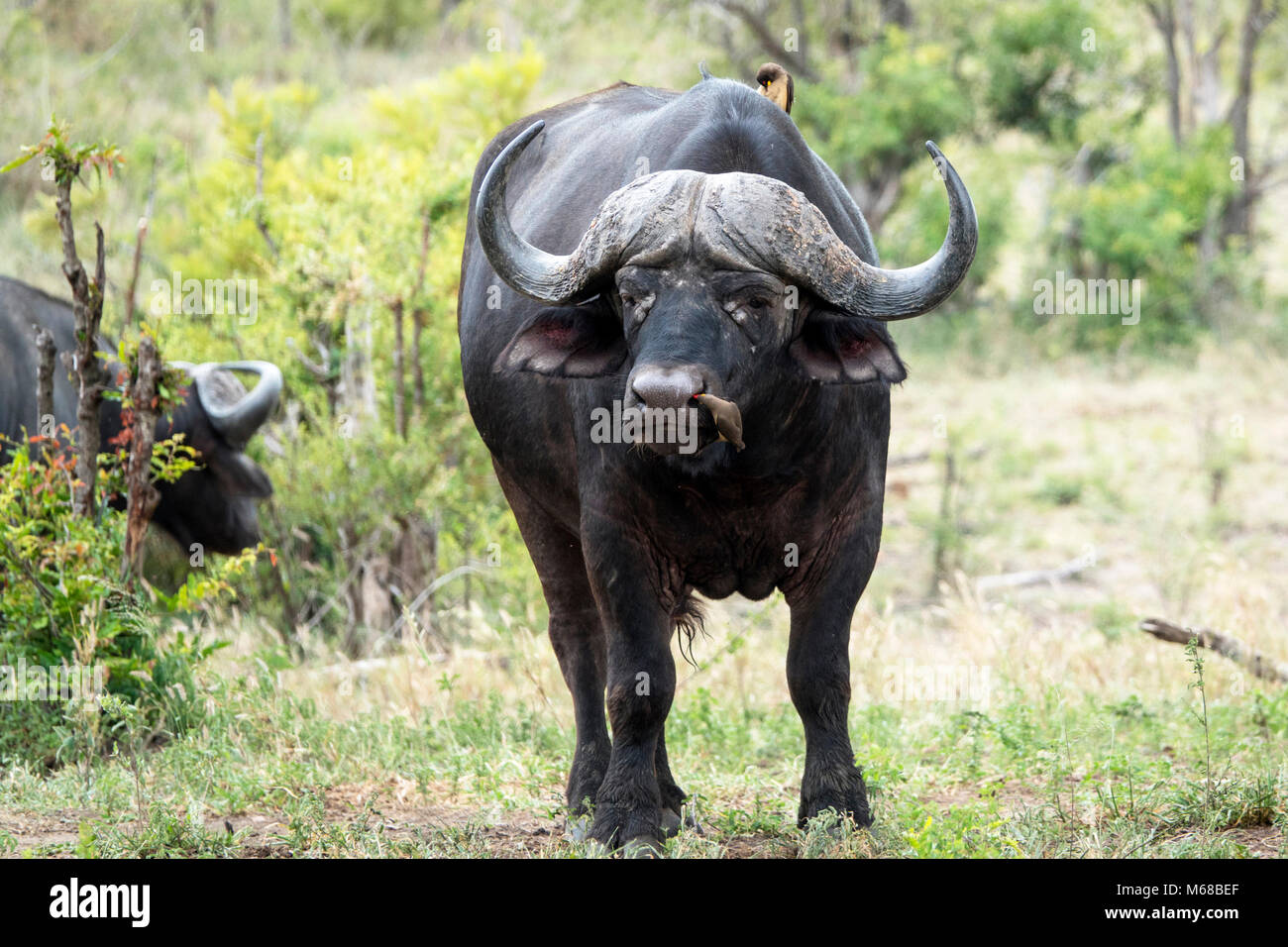 water buffalo front view Stock Photo - Alamy