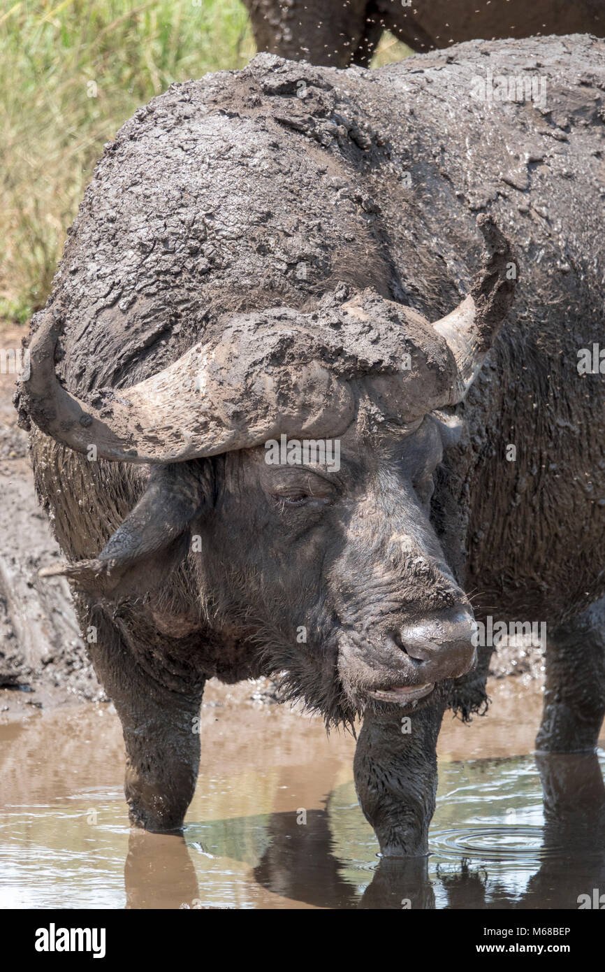 water buffalo in mud bath Stock Photo - Alamy