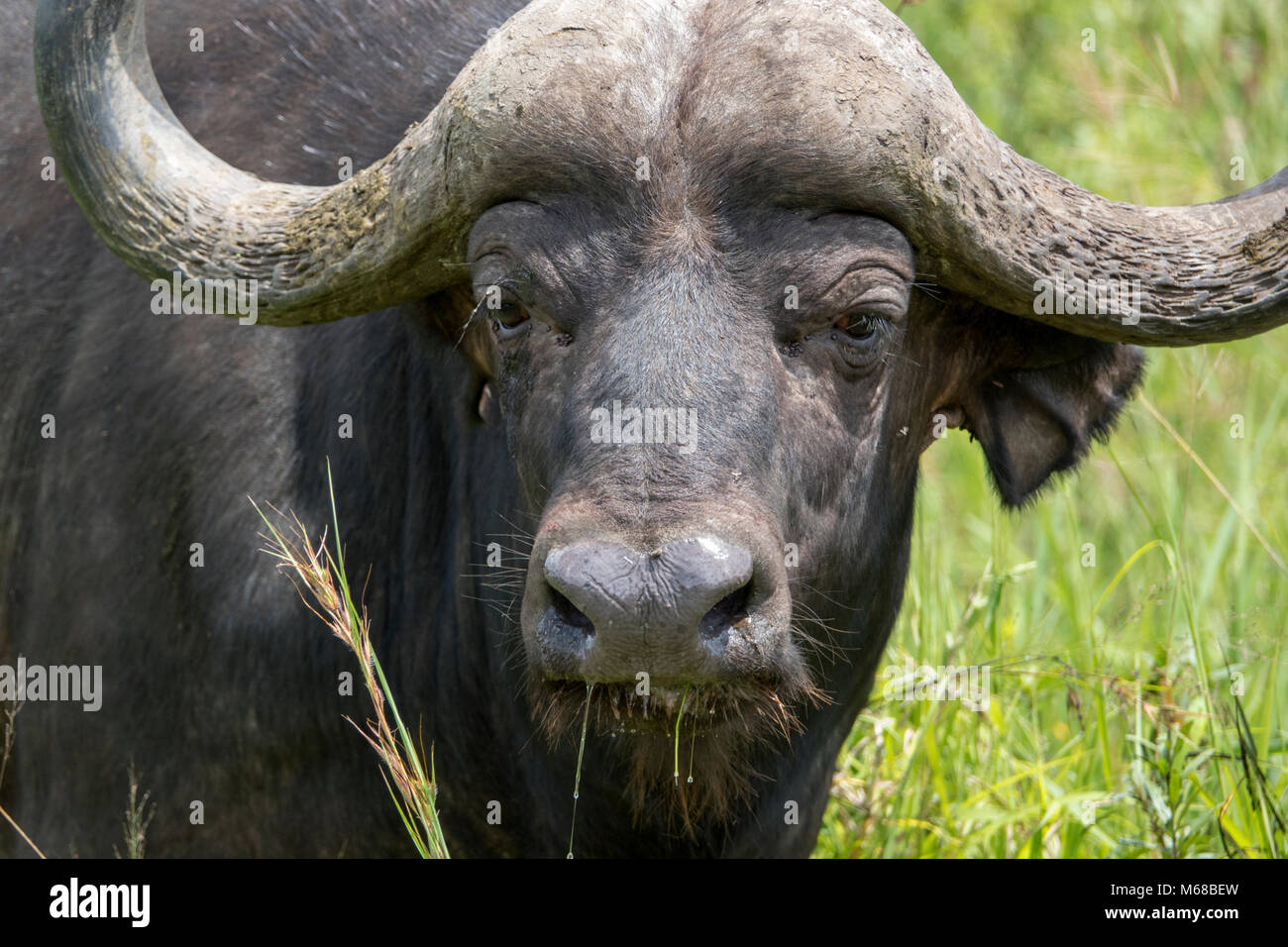 Single water buffalo hi-res stock photography and images - Alamy