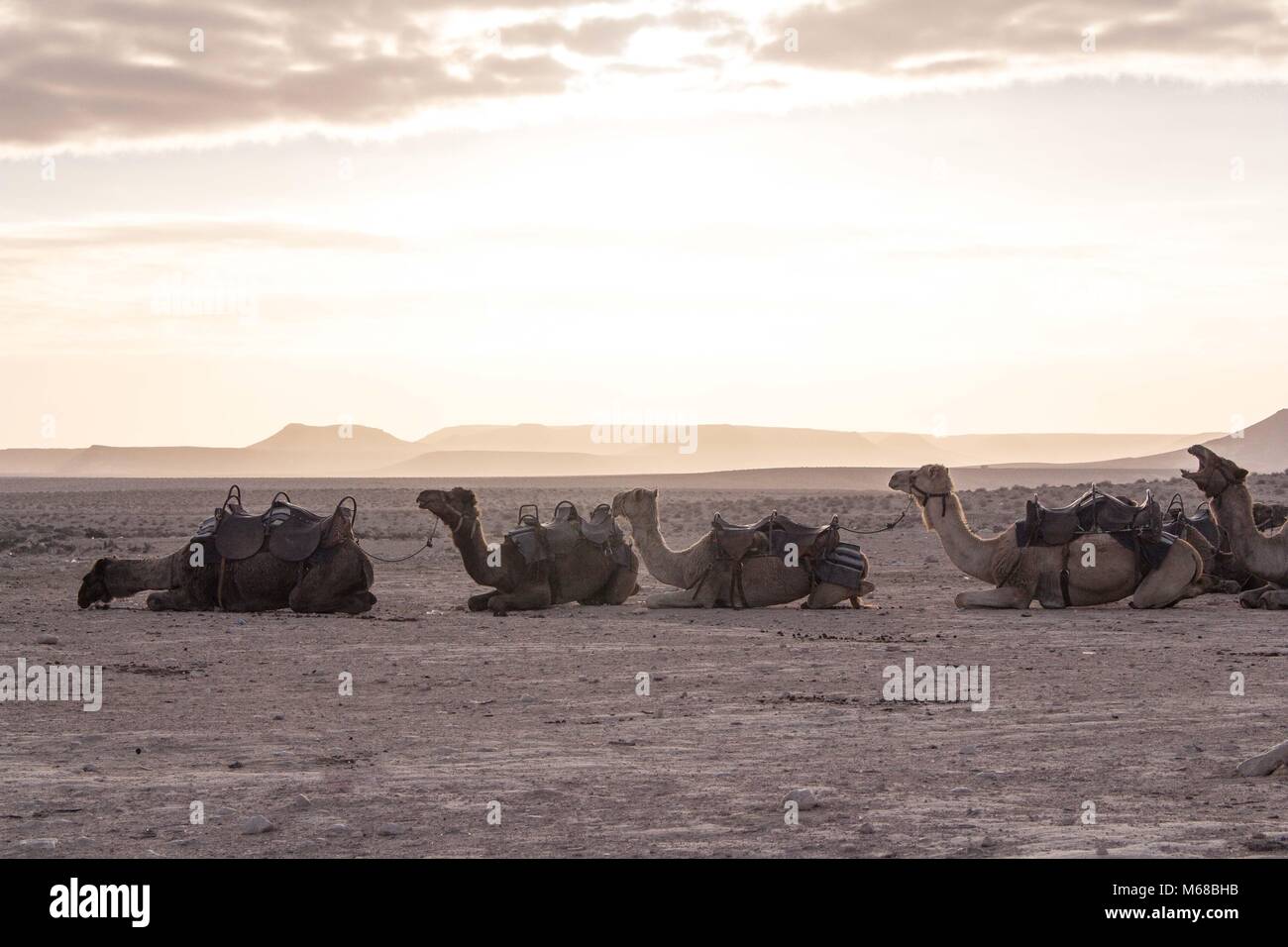 Ships camels hi-res stock photography and images - Alamy