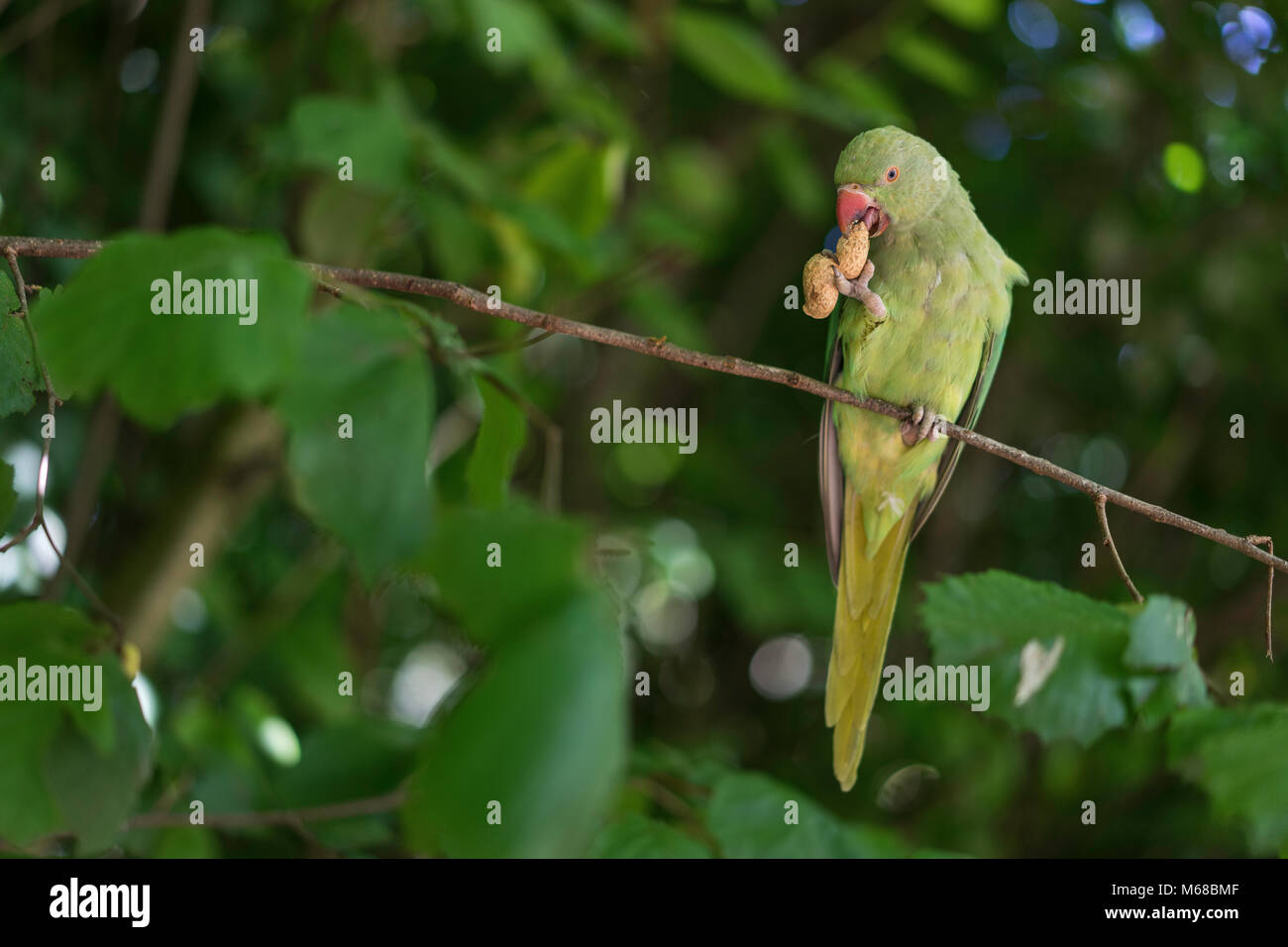 Parakeets london hi-res stock photography and images - Alamy
