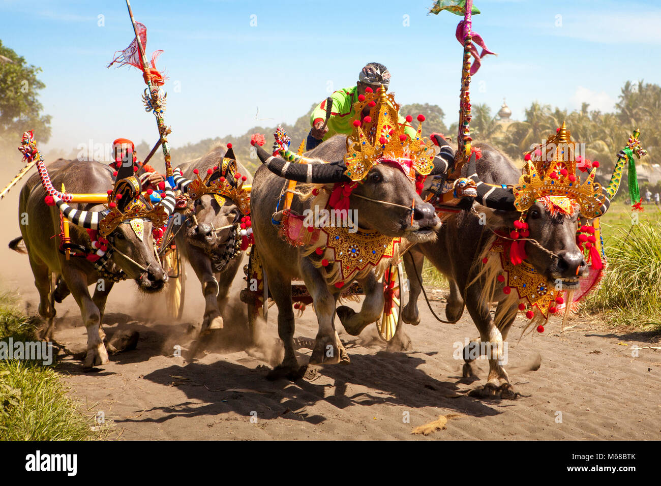 bali west indonesia traditionalwater buffalo race mekepung negara ...