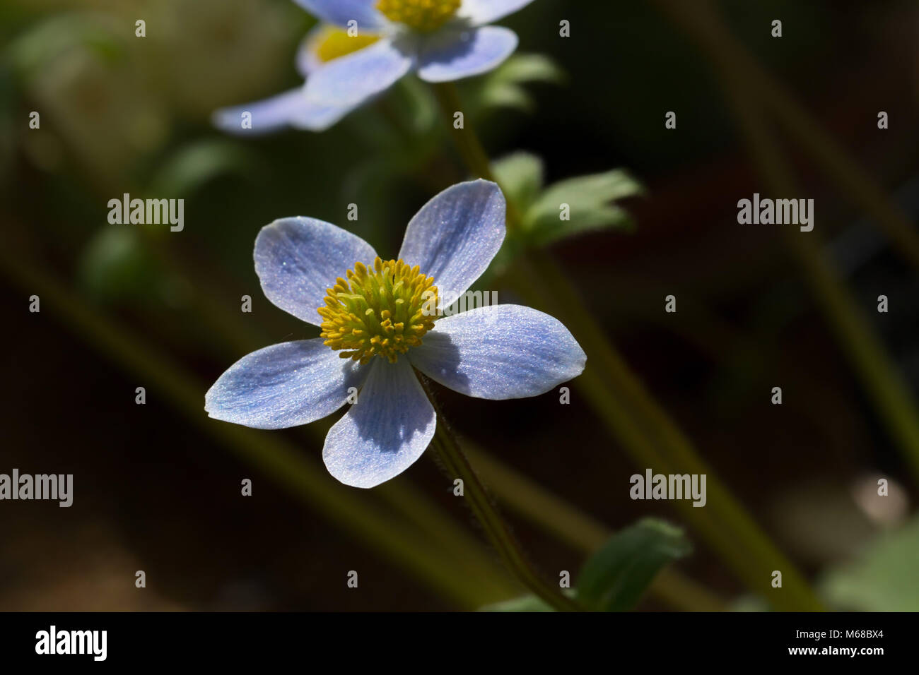 Blue anemone hepatica flower hi-res stock photography and images - Alamy