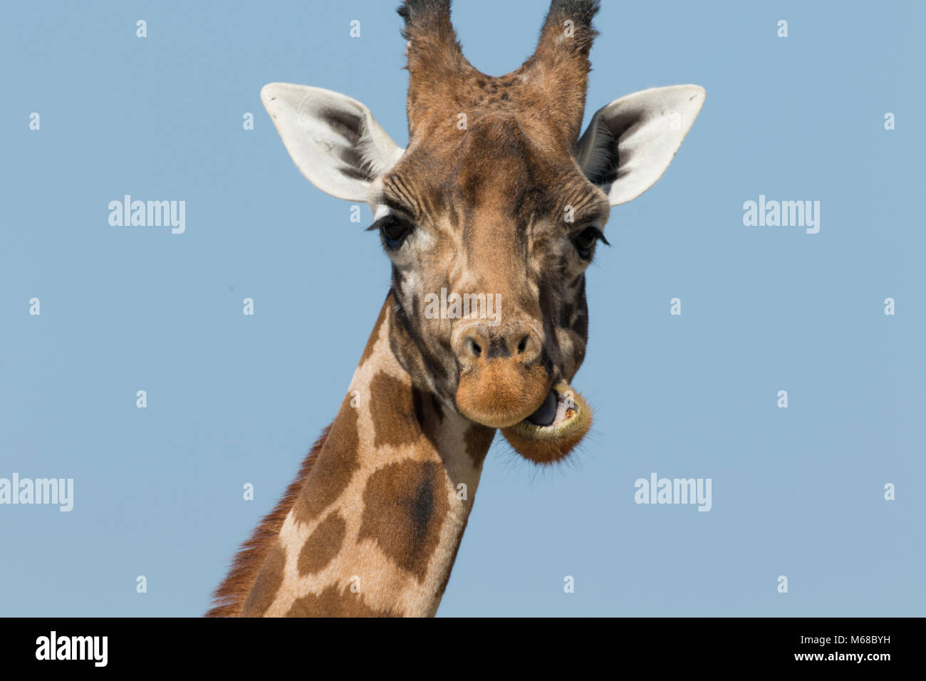 Giraffe Looking at the Camera Stock Photo - Alamy