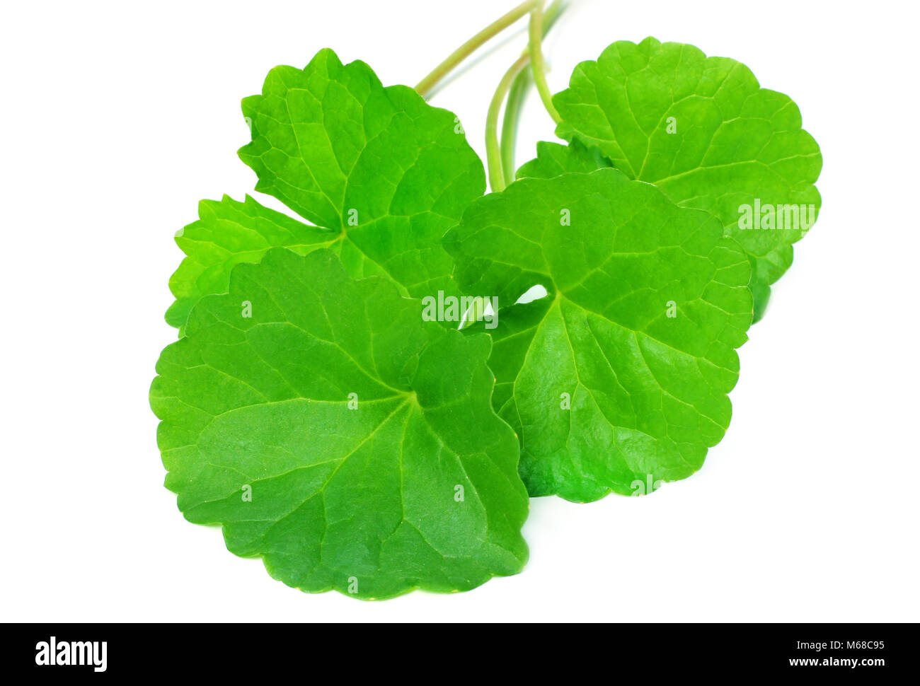 Fresh Medicinal thankuni leaves on white background Stock Photo - Alamy