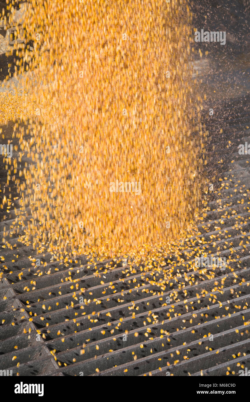 Corn being dumped at county elevator in Iowa Stock Photo - Alamy