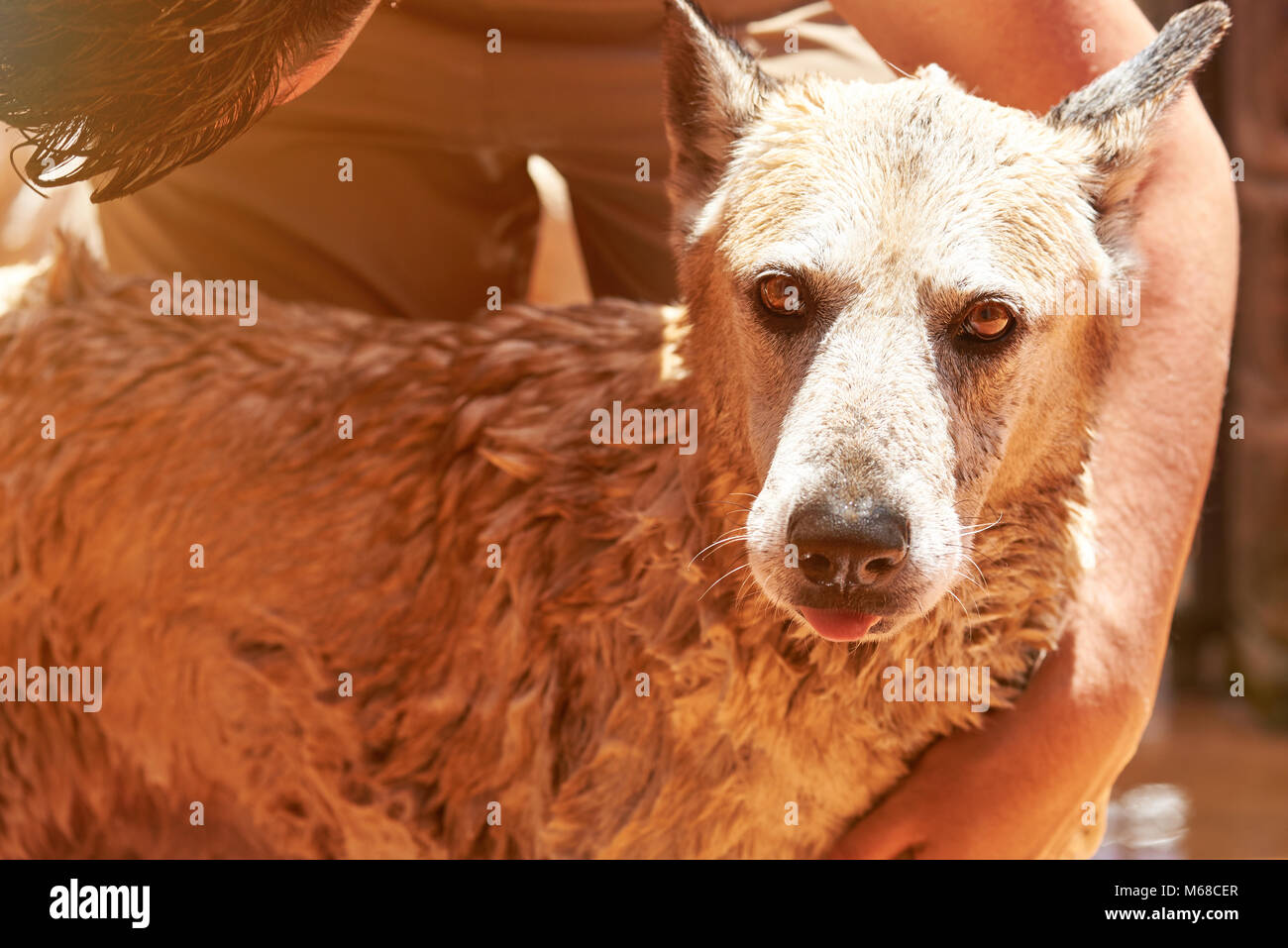 Grooming dog hi-res stock photography and images - Alamy