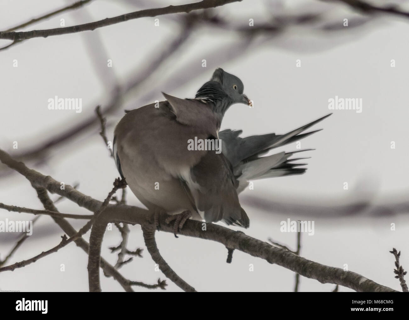 Bird in tree Stock Photo - Alamy