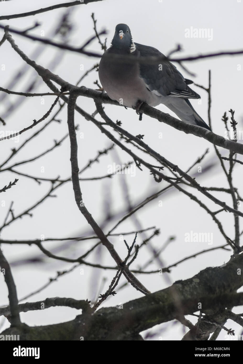 Bird in tree Stock Photo - Alamy