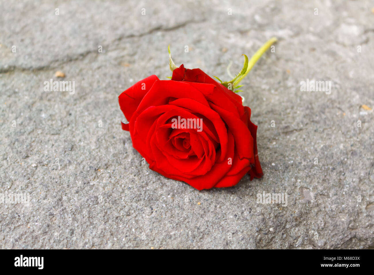 Fallen red rose petal hi-res stock photography and images - Alamy