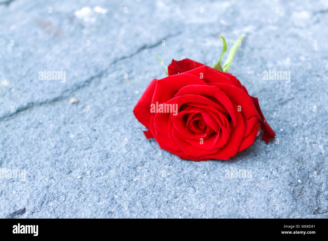 Fallen red rose petal hi-res stock photography and images - Alamy