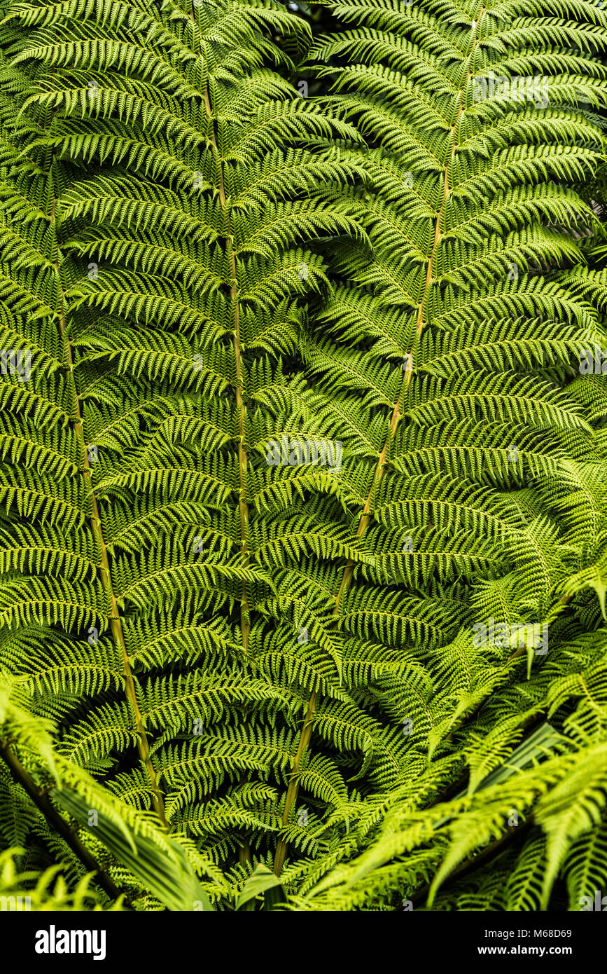 Ferns close up - abstract Stock Photo - Alamy