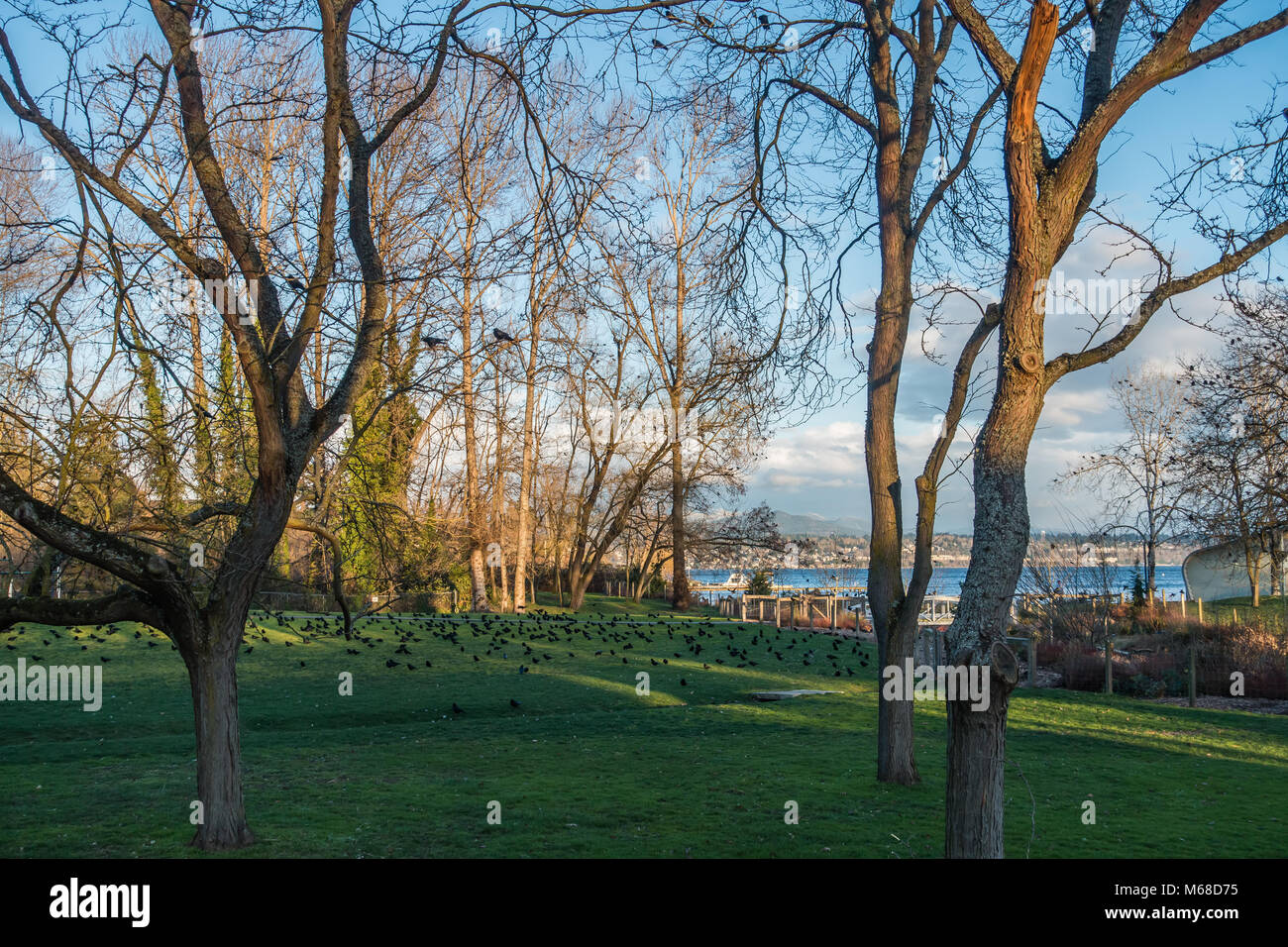 Crows sit in trees and on the grass at Beer Sheva Park in Seattle ...