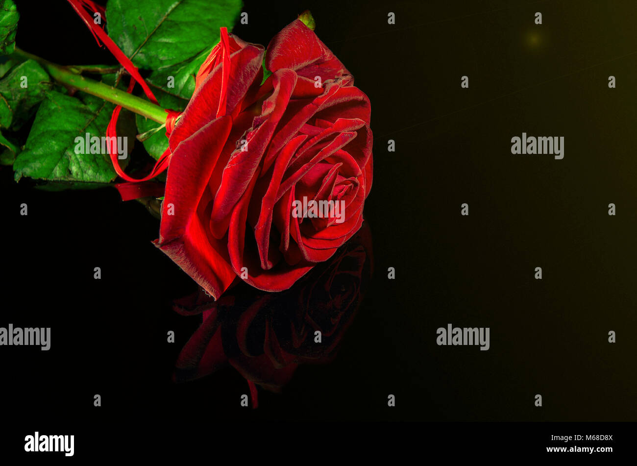 One Red Rose Meaning