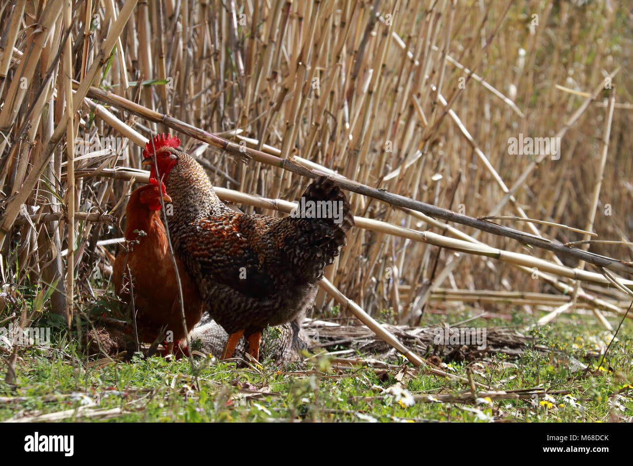 Rooster and hen in the field Stock Photo - Alamy