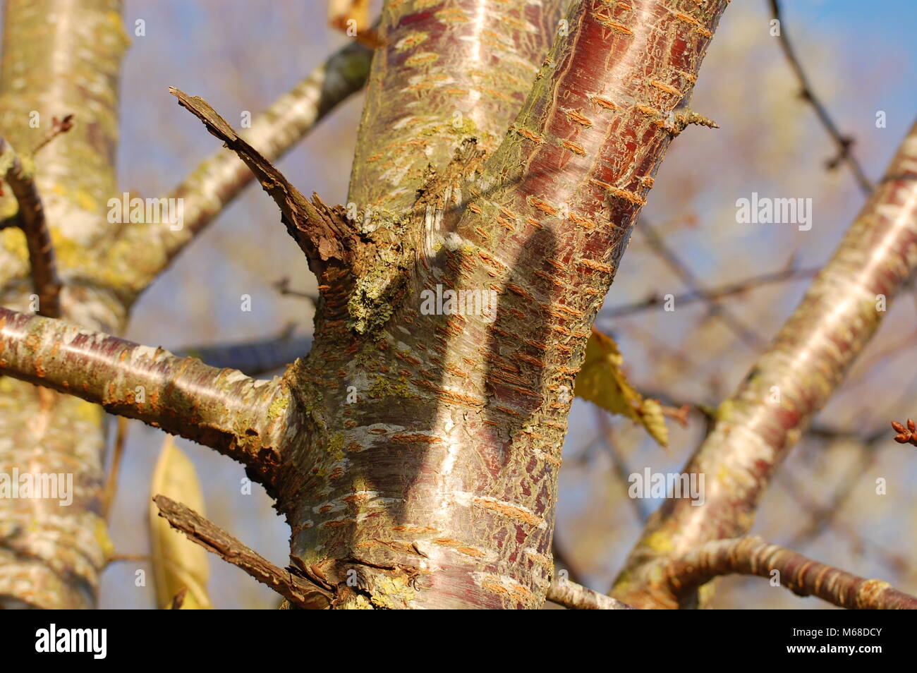 Cherry tree Prunus avium bark, red ringed bark, uk Stock Photo - Alamy