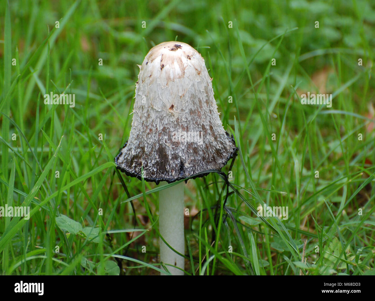 Edible wild mushroom uk hi-res stock photography and images - Alamy