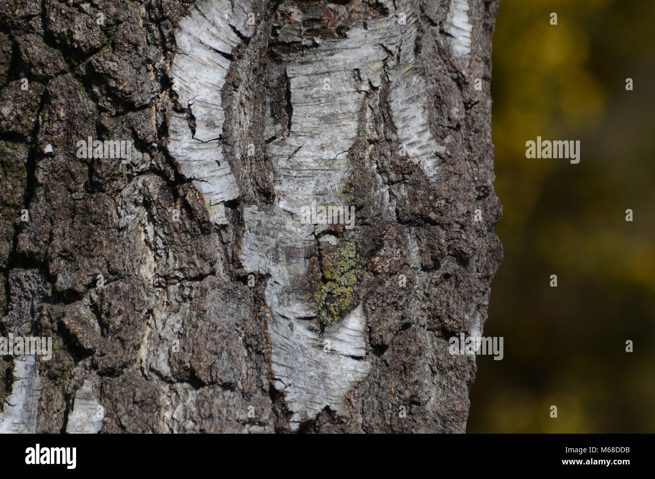 Silver birch tree bark hi-res stock photography and images - Alamy