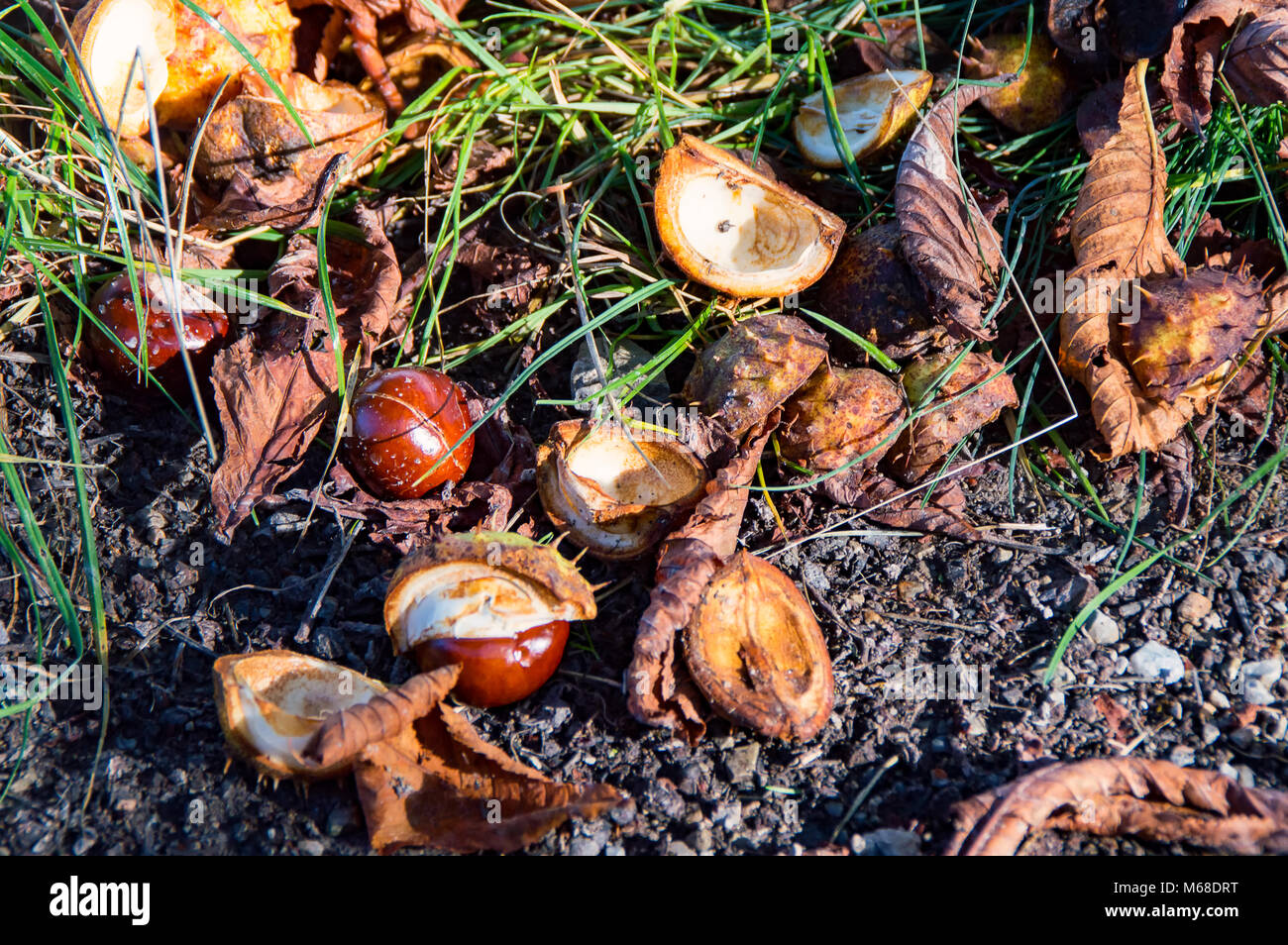 Chestnut at the Ground in Thuringia Germany Stock Photo - Alamy