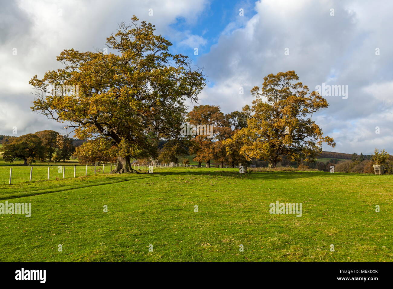 A couple of Oak trees start to change colour during early Autumn in the ...