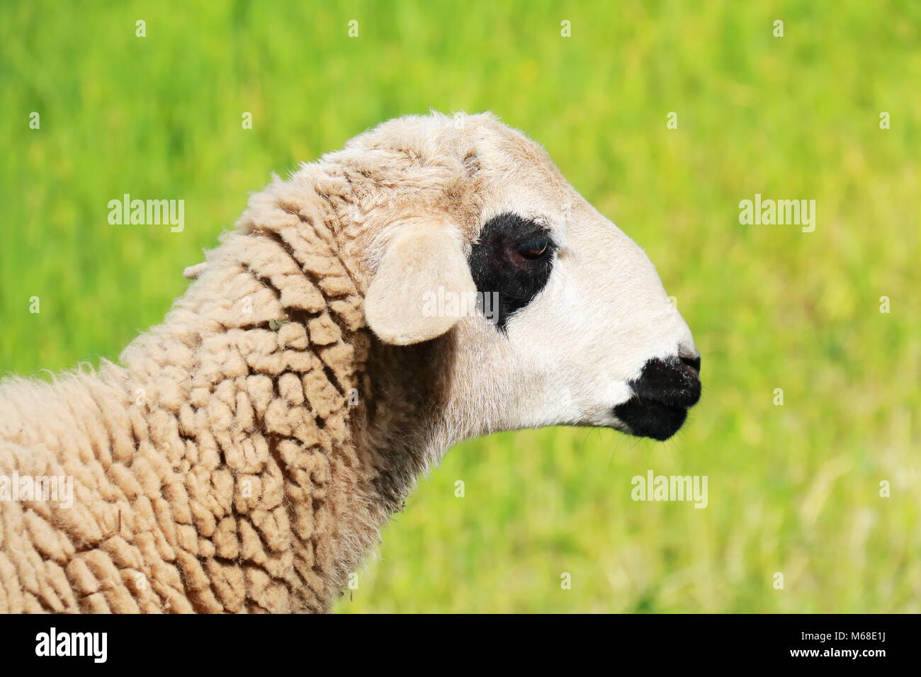 Close-up of profile sheep Stock Photo - Alamy
