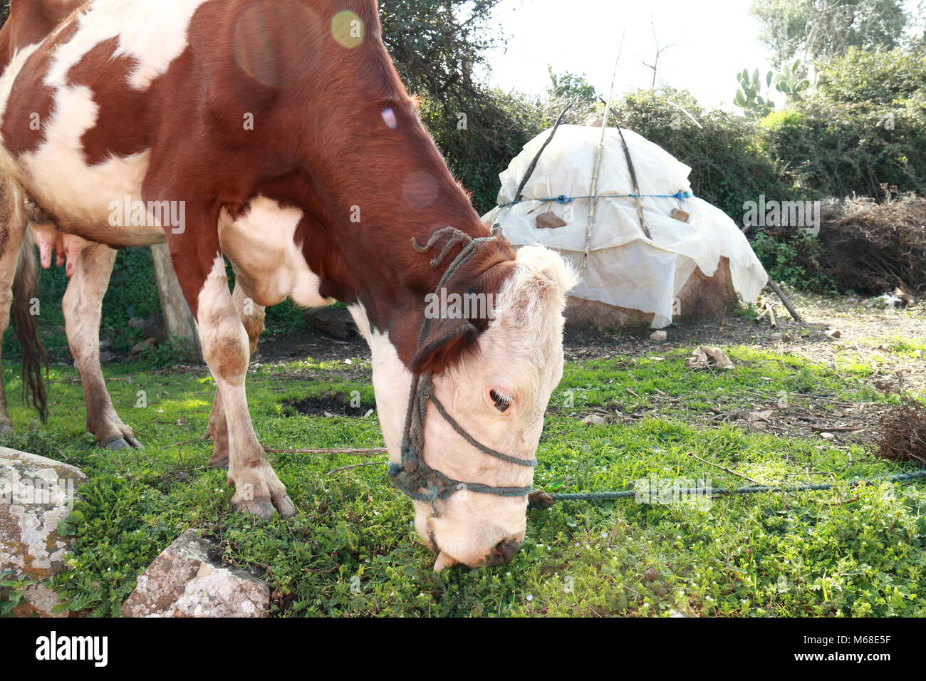 Ecological breeding animals hi-res stock photography and images - Alamy