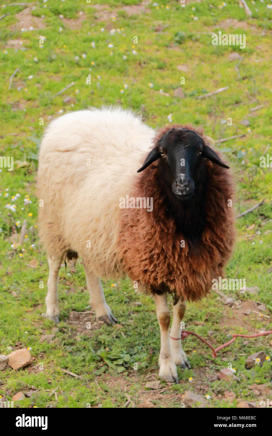 Lamb skin wool hi-res stock photography and images - Alamy
