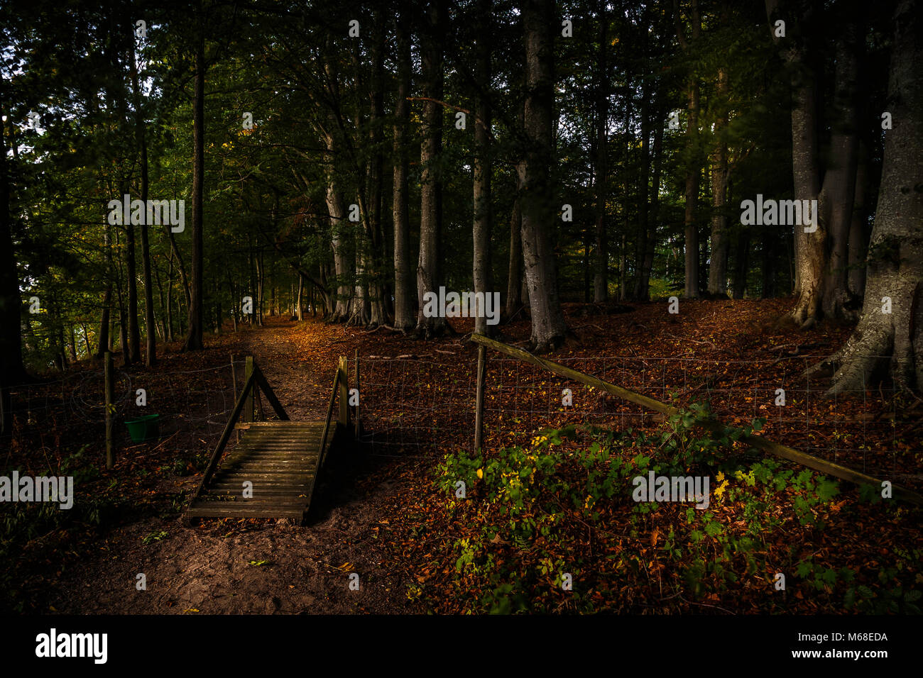 gate in the woods that leads to a path Stock Photo - Alamy