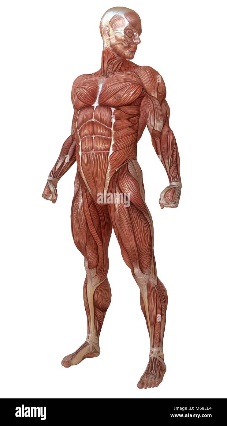 3D illustration male body without skin, anatomy and muscles isolated on ...
