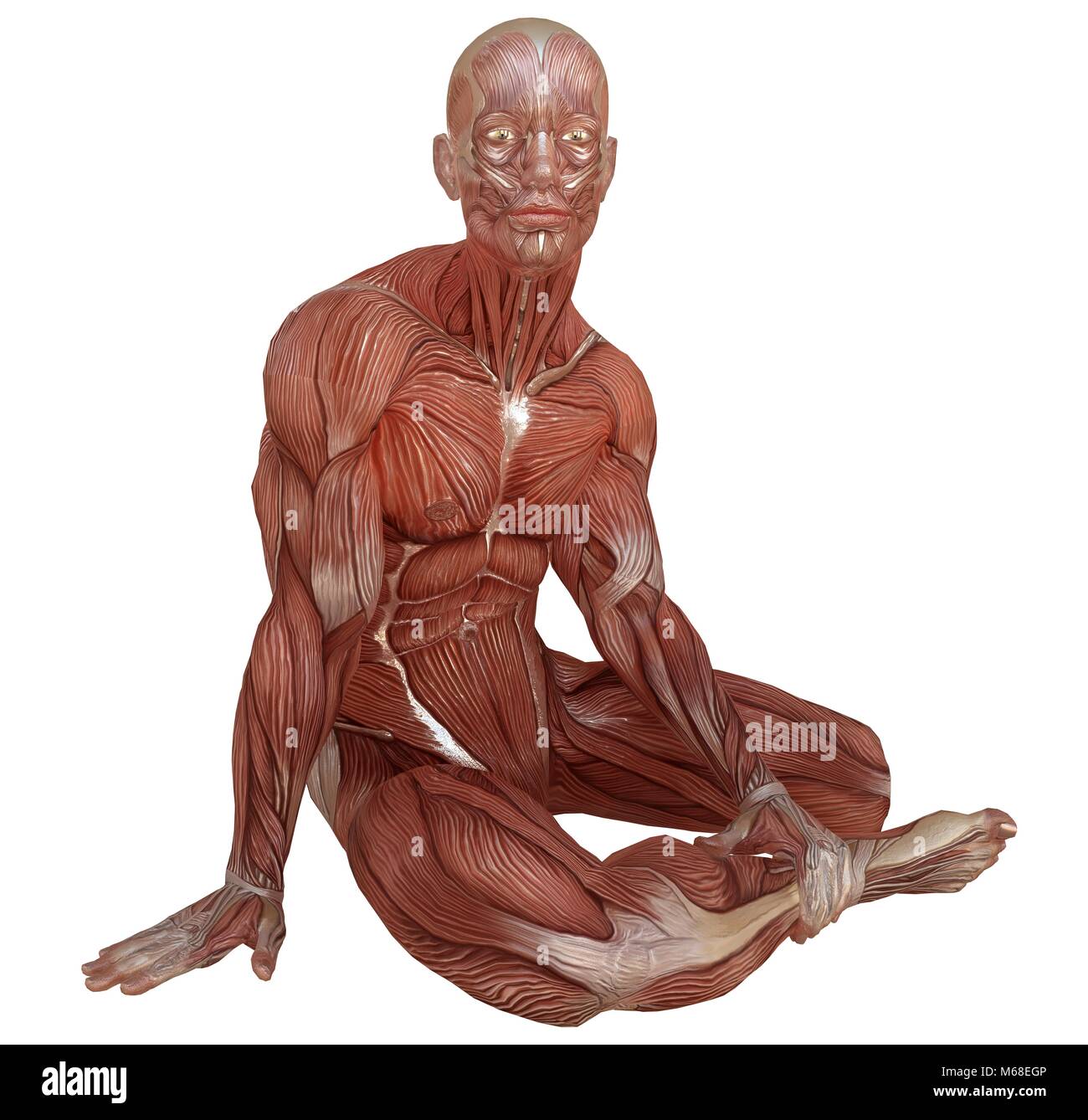 3D illustration male body without skin, anatomy and muscles isolated on ...