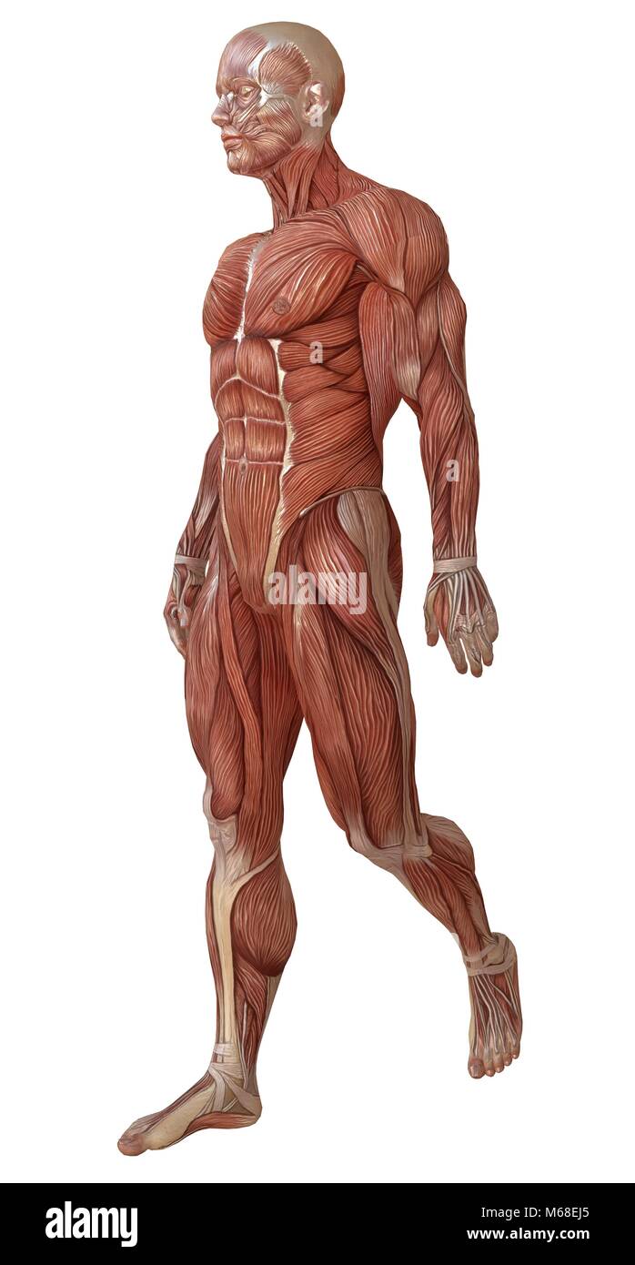3D illustration male body without skin, anatomy and muscles isolated on ...