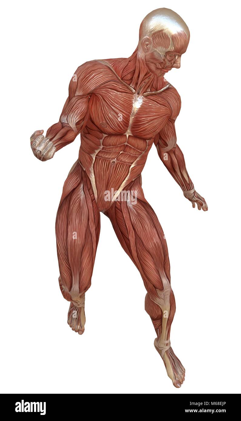 3D illustration male body without skin, anatomy and muscles isolated on ...