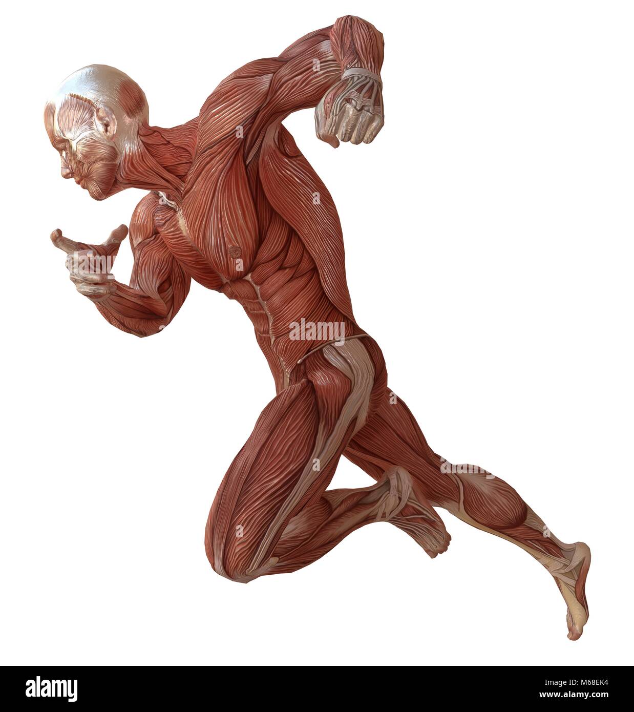 3D illustration male body without skin, anatomy and muscles isolated on ...