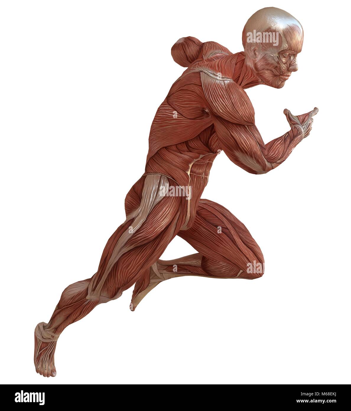 3D illustration male body without skin, anatomy and muscles isolated on ...