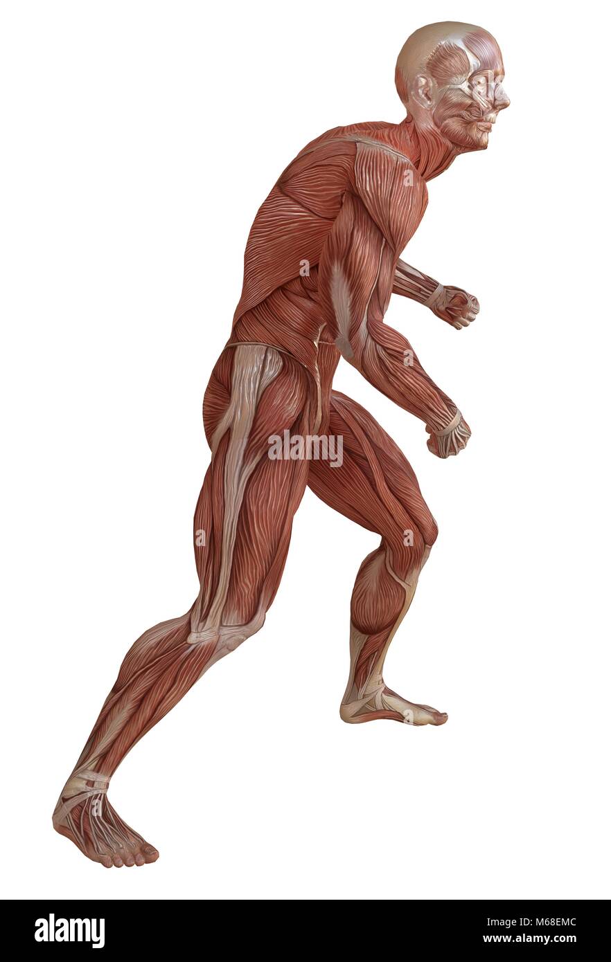 3D illustration male body without skin, anatomy and muscles isolated on ...