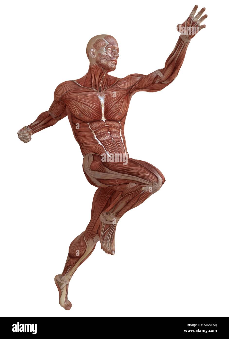 3D illustration male body without skin, anatomy and muscles isolated on ...