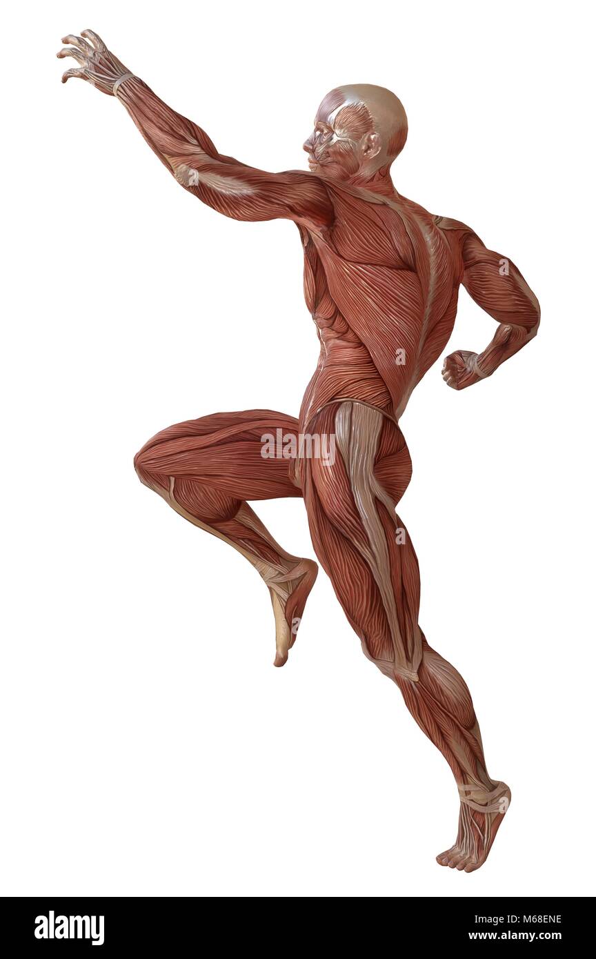 3D illustration male body without skin, anatomy and muscles isolated on ...