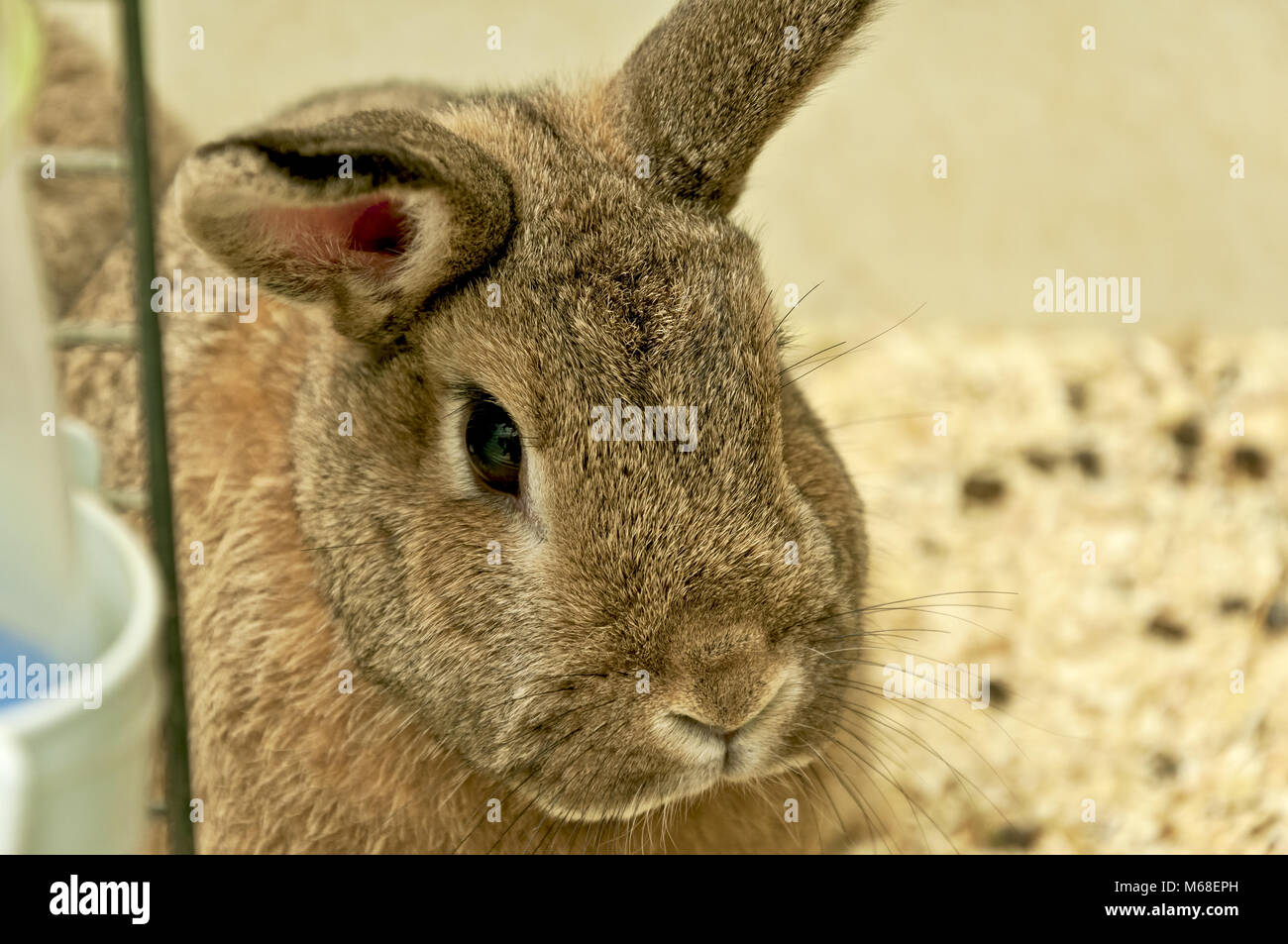 Logomorphs hi-res stock photography and images - Alamy