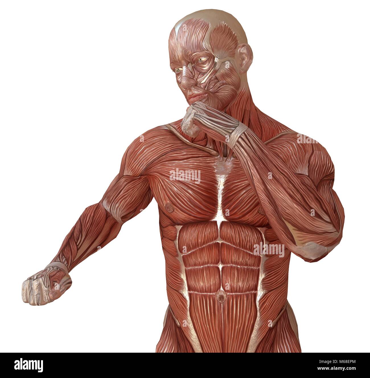 3D illustration male body without skin, anatomy and muscles isolated on ...