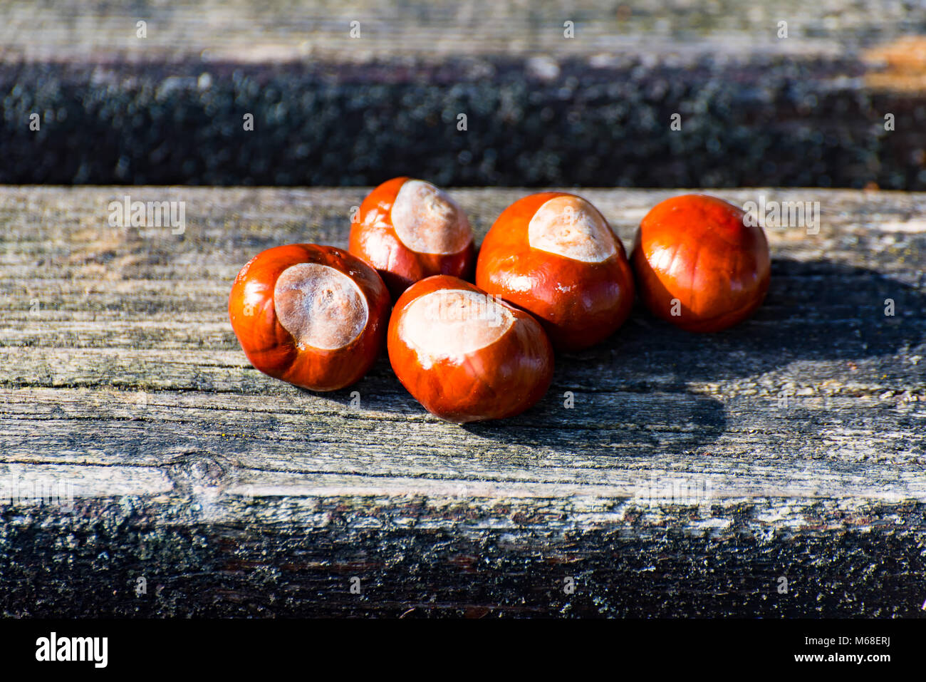 A Lot of Chestnut at the Ground Stock Photo - Alamy