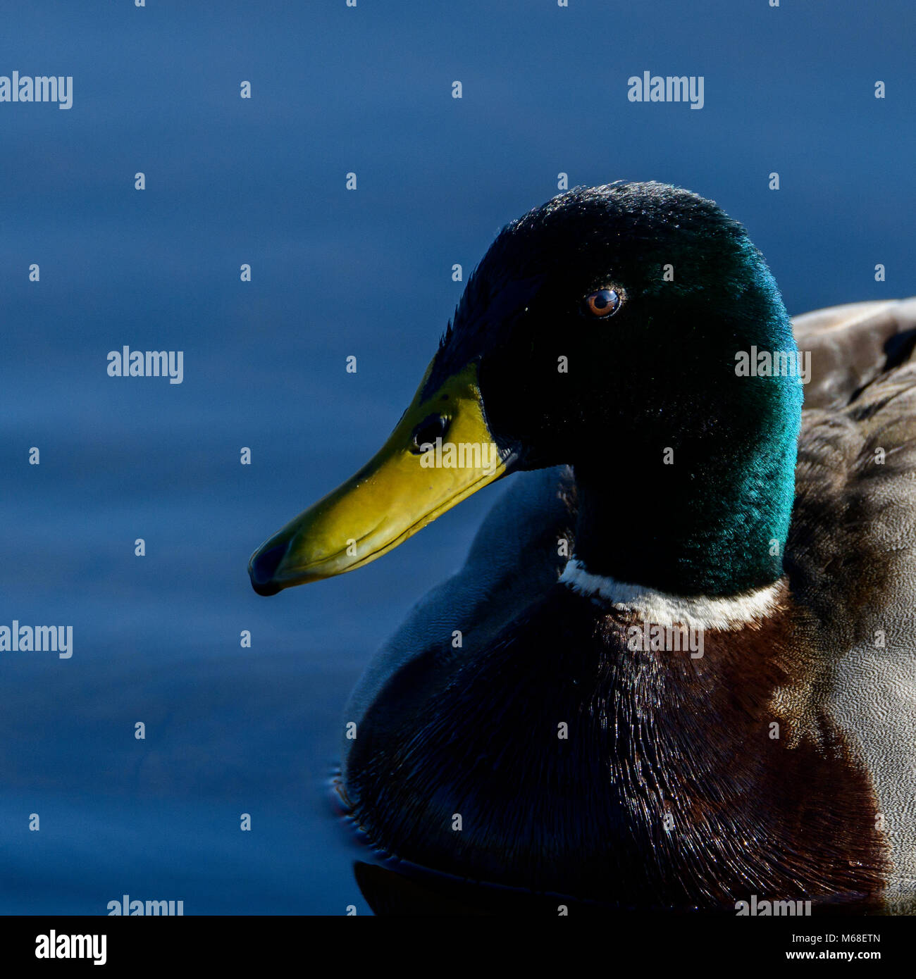Close-up of a male mallard duck Stock Photo - Alamy