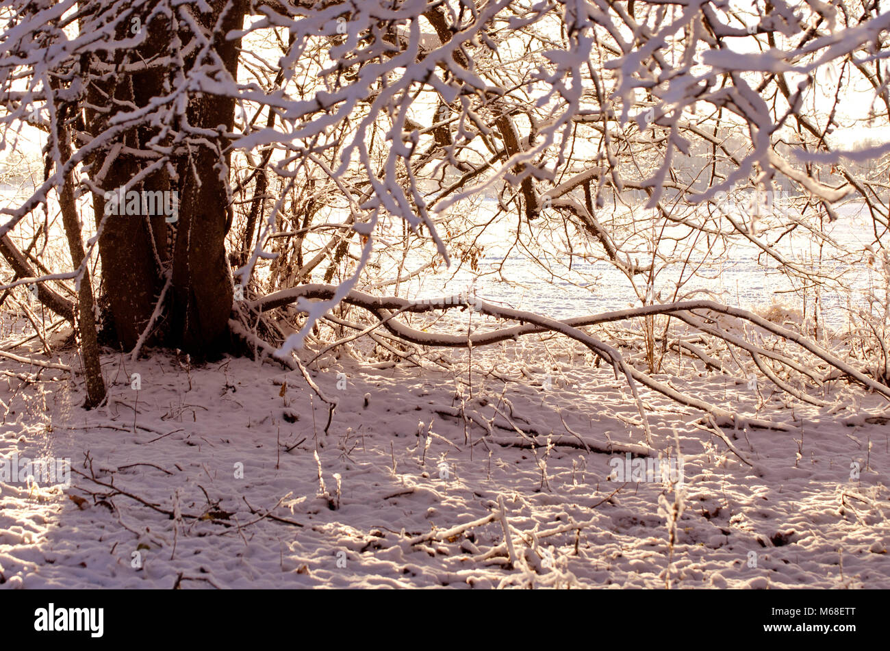 Tree trunk in snowy park in morning, winter nature background Stock ...