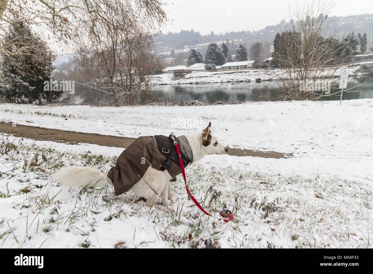 Dog poo on the snow Stock Photo - Alamy