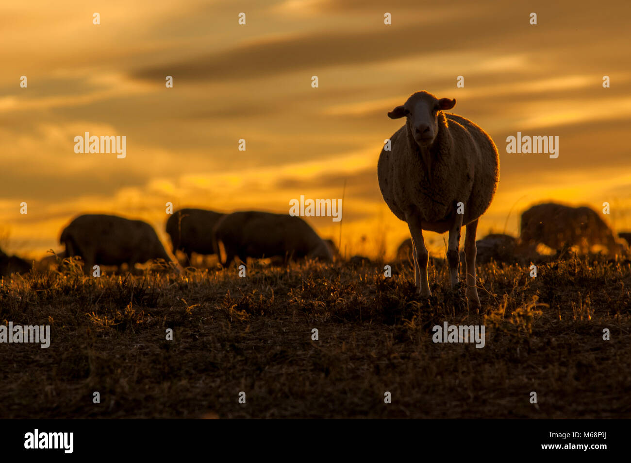 Sheep, domestic animal farm, country, sunset, backlight, wool Stock ...