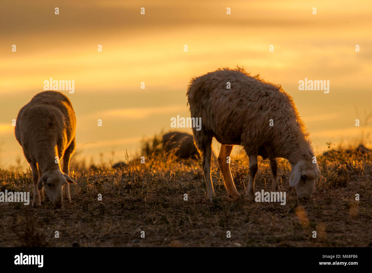 Sheep, domestic animal farm, country, sunset, backlight, wool Stock ...