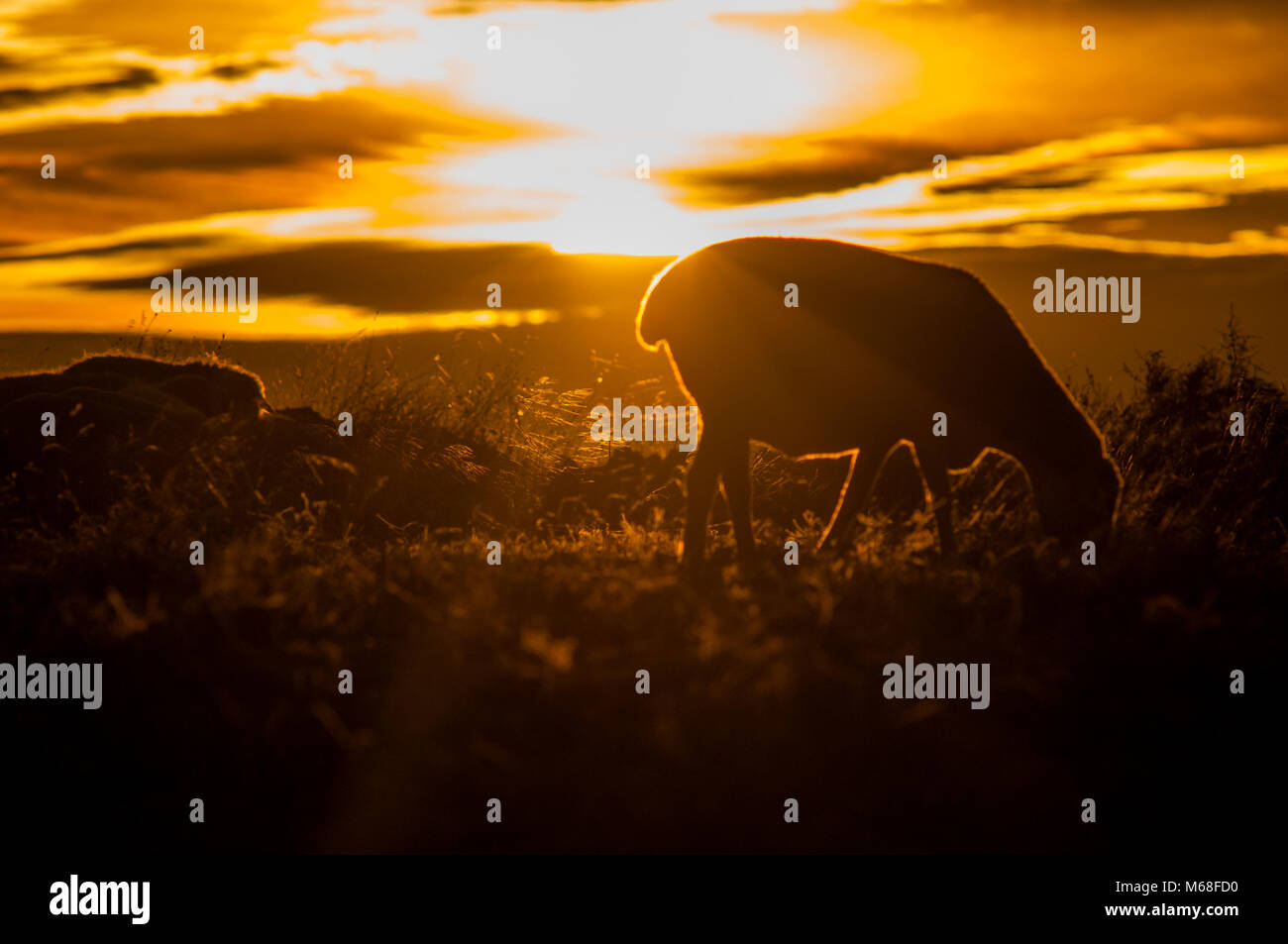 Sheep, domestic animal farm, country, sunset, backlight, wool Stock ...